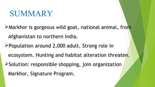 Markhor | PPT