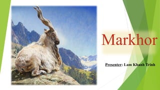 Markhor | PPT