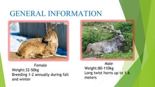 Markhor | PPT