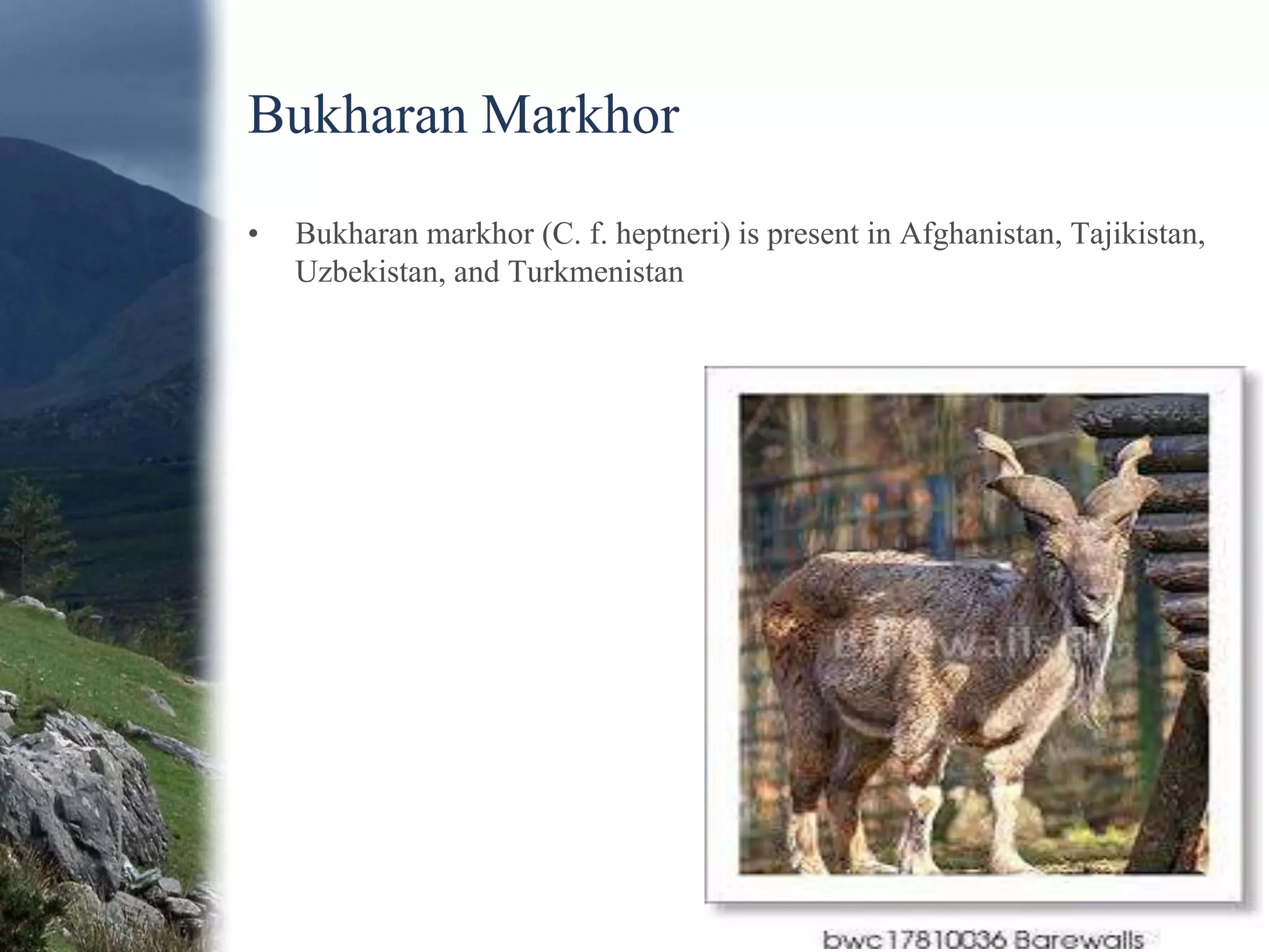 Markhor conservation and status in pakistan | PPT