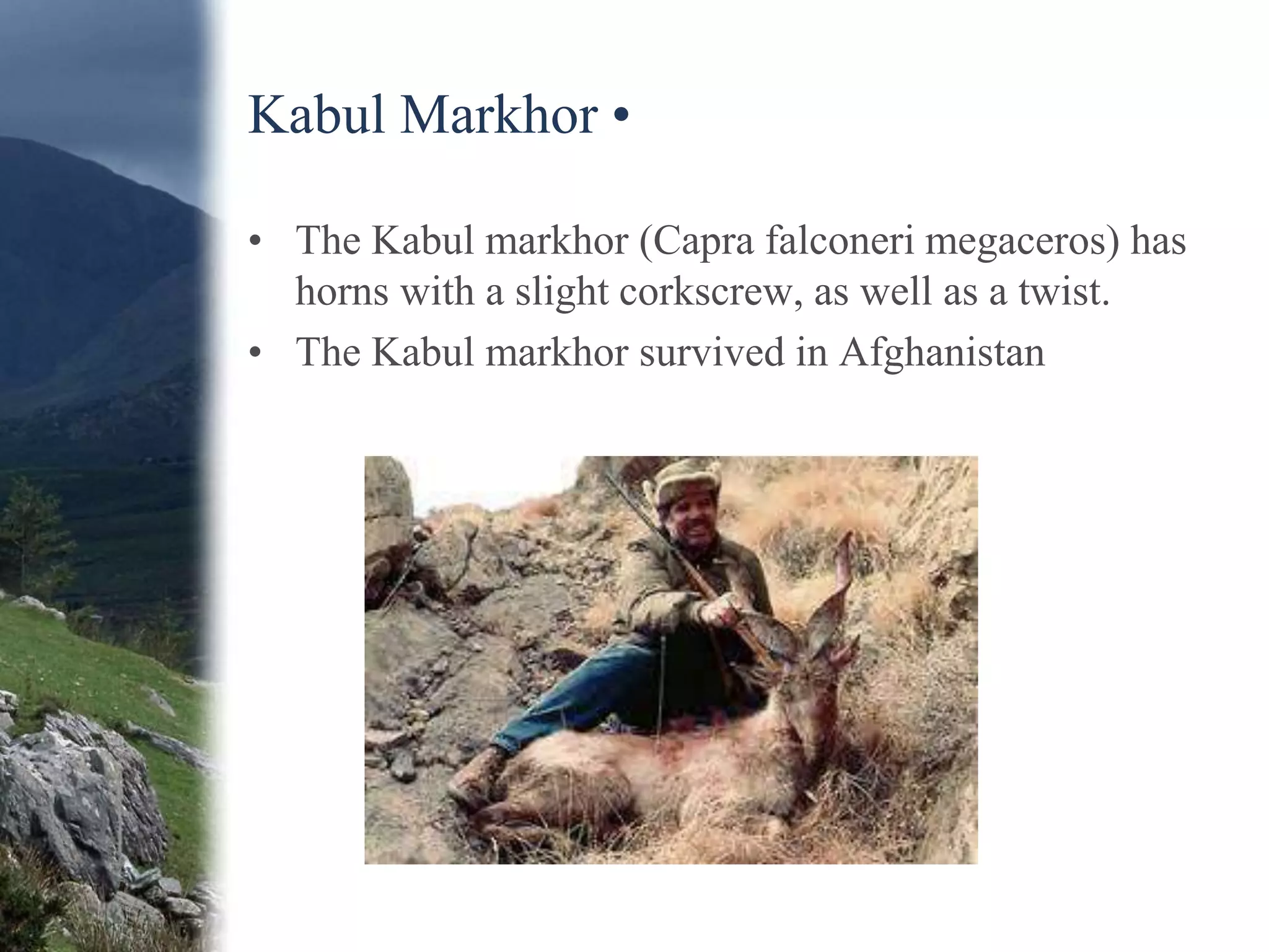 Markhor conservation and status in pakistan | PPT