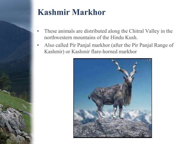 Markhor conservation and status in pakistan | PPT