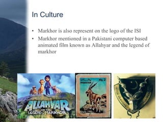 Markhor conservation and status in pakistan | PPTX