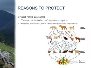 Markhor conservation and status in pakistan | PPTX