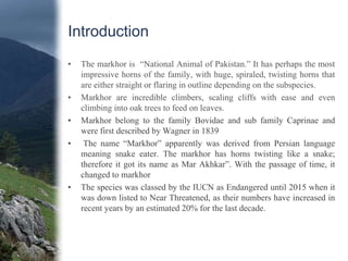 Markhor conservation and status in pakistan | PPT