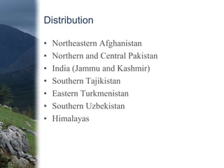 Markhor conservation and status in pakistan | PPT