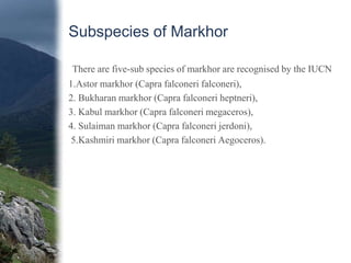 Markhor conservation and status in pakistan | PPT