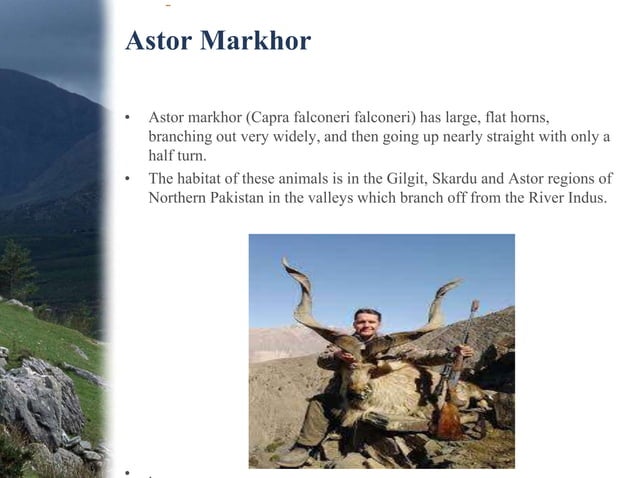 Markhor conservation and status in pakistan | PPT