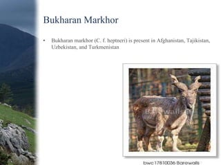Markhor conservation and status in pakistan | PPT