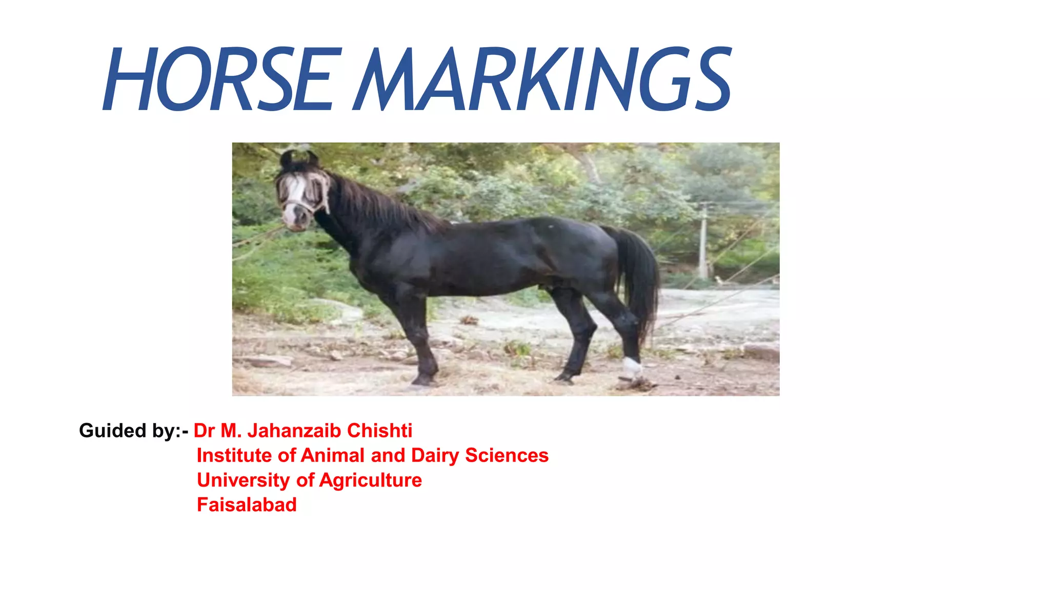 Markings of horse.pptx