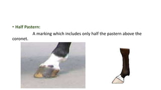 Markings of Horses by Dr Sunil kumar | PPTX
