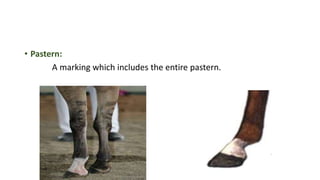 Markings of Horses by Dr Sunil kumar | PPTX