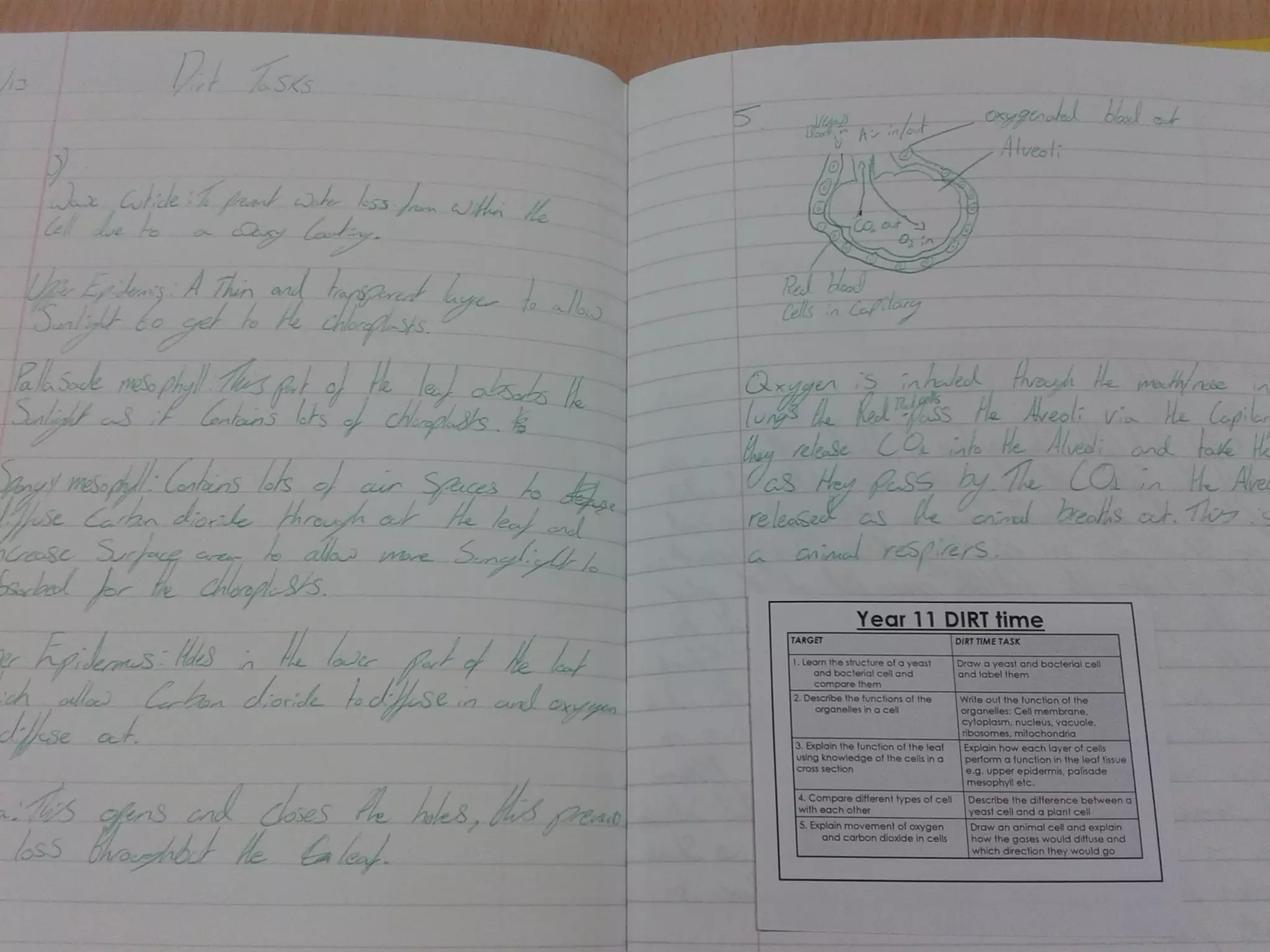 Marking with DIRT | PPT