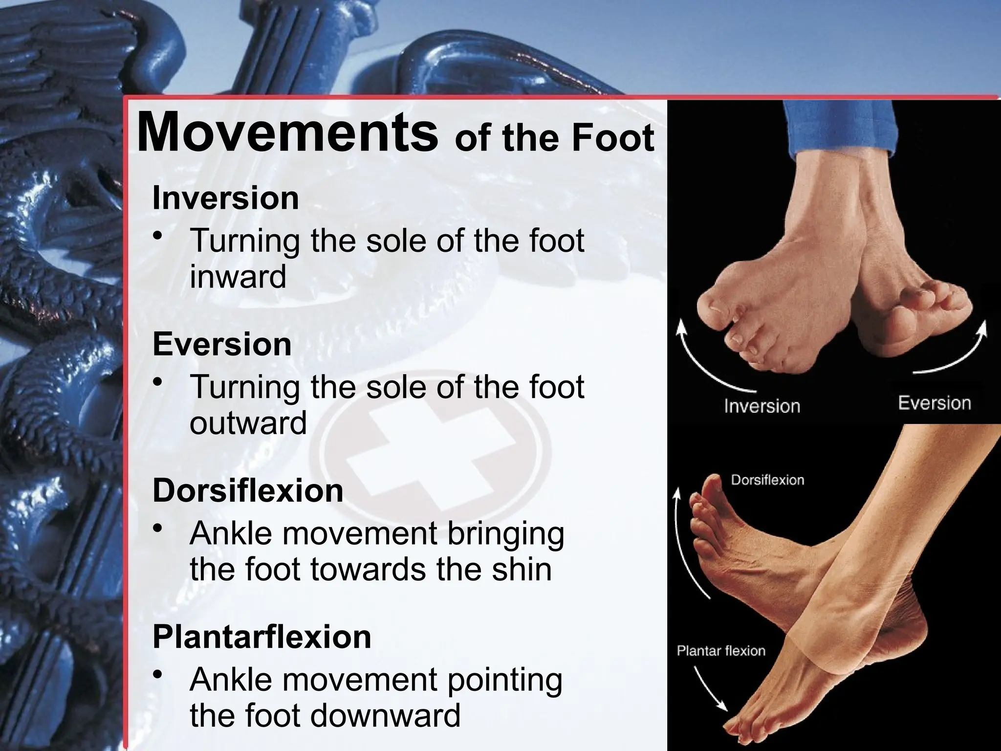 introduction to human anatomy and the different body movements | PPT