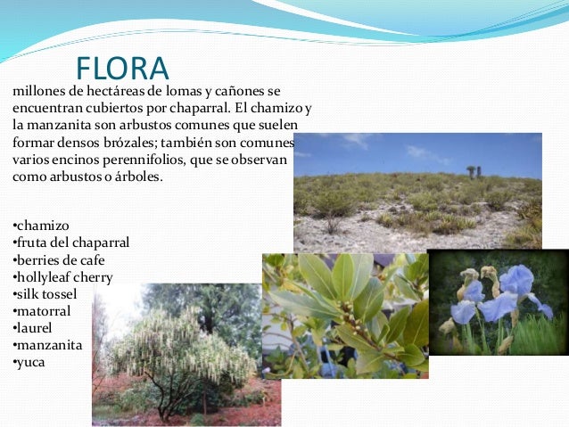 Es Contagiosa La Flora Cocoide - abstractor