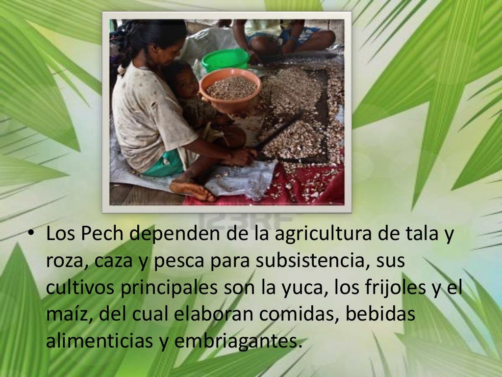 LOS PECH CULTURA ETNICA