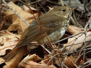 Marmolak Igerian. | PPT