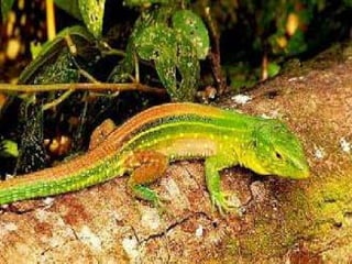 Marmolak Igerian. | PPT