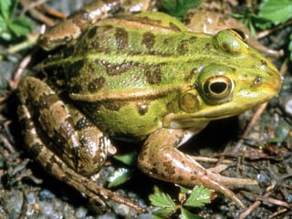 Marmolak Igerian. | PPT