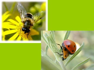 Marmolak Igerian. | PPT