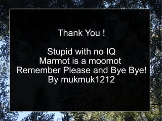 Marmot Is A Piece of Meat | PPT