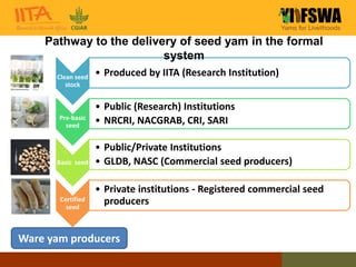 YIIFSWA's Views and Expectations on Strengthening the Formal Seed ...