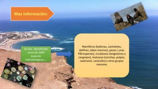 Mar Peruano o Mar de Grau | PPTX