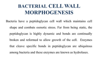 MARPHOGENISIS of bacterial cell in bacillus .pptx