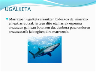 Marrazoa aitor | PPT