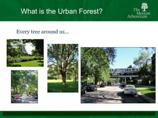 Community Tree Risk Assessment: What's Missing in Your Management Plan ...