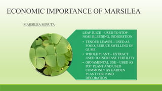 Marsilea.pptx