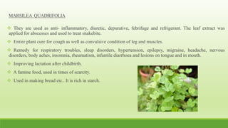 Marsilea.pptx