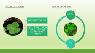 Marsilea.pptx