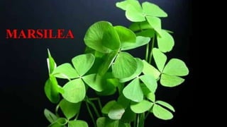 Marsilea - Morphology, Anatomy, Life Cycle.pptx