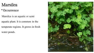 Marsilea - Morphology, Anatomy, Life Cycle.pptx