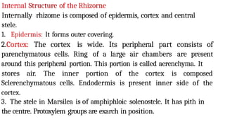 Marsilea - Morphology, Anatomy, Life Cycle.pptx