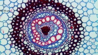 Marsilea - Morphology, Anatomy, Life Cycle.pptx