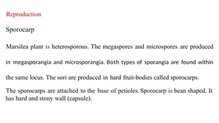 Marsilea - Morphology, Anatomy, Life Cycle.pptx
