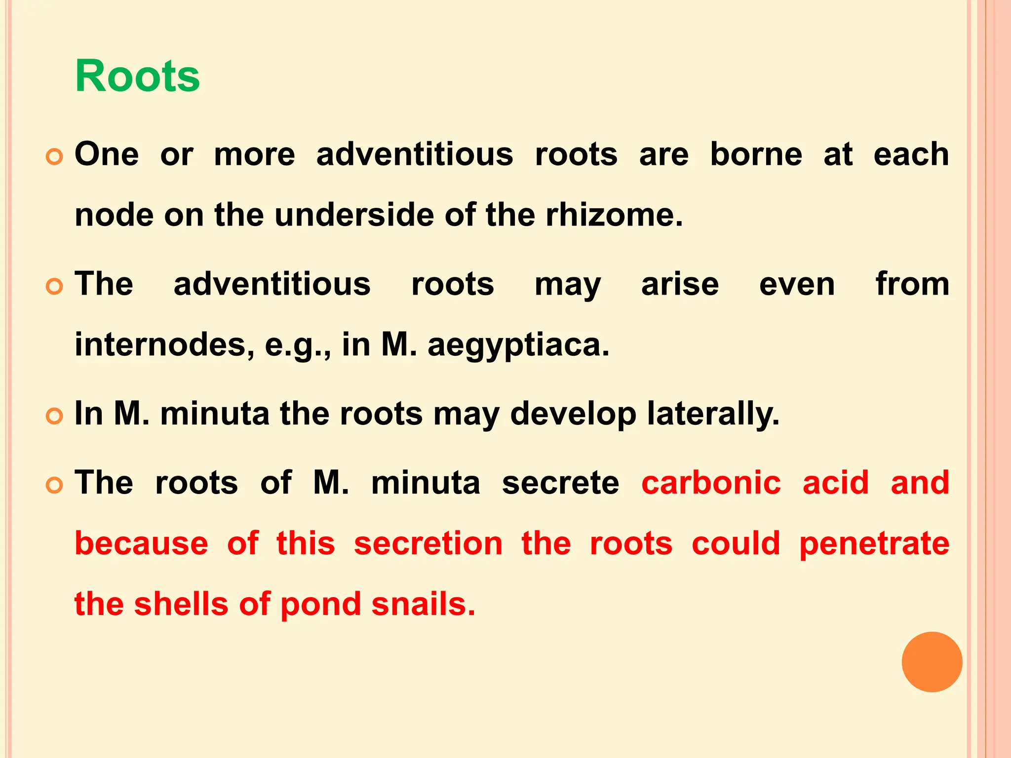 MARSILEA notes in detail for II year Botany.ppt