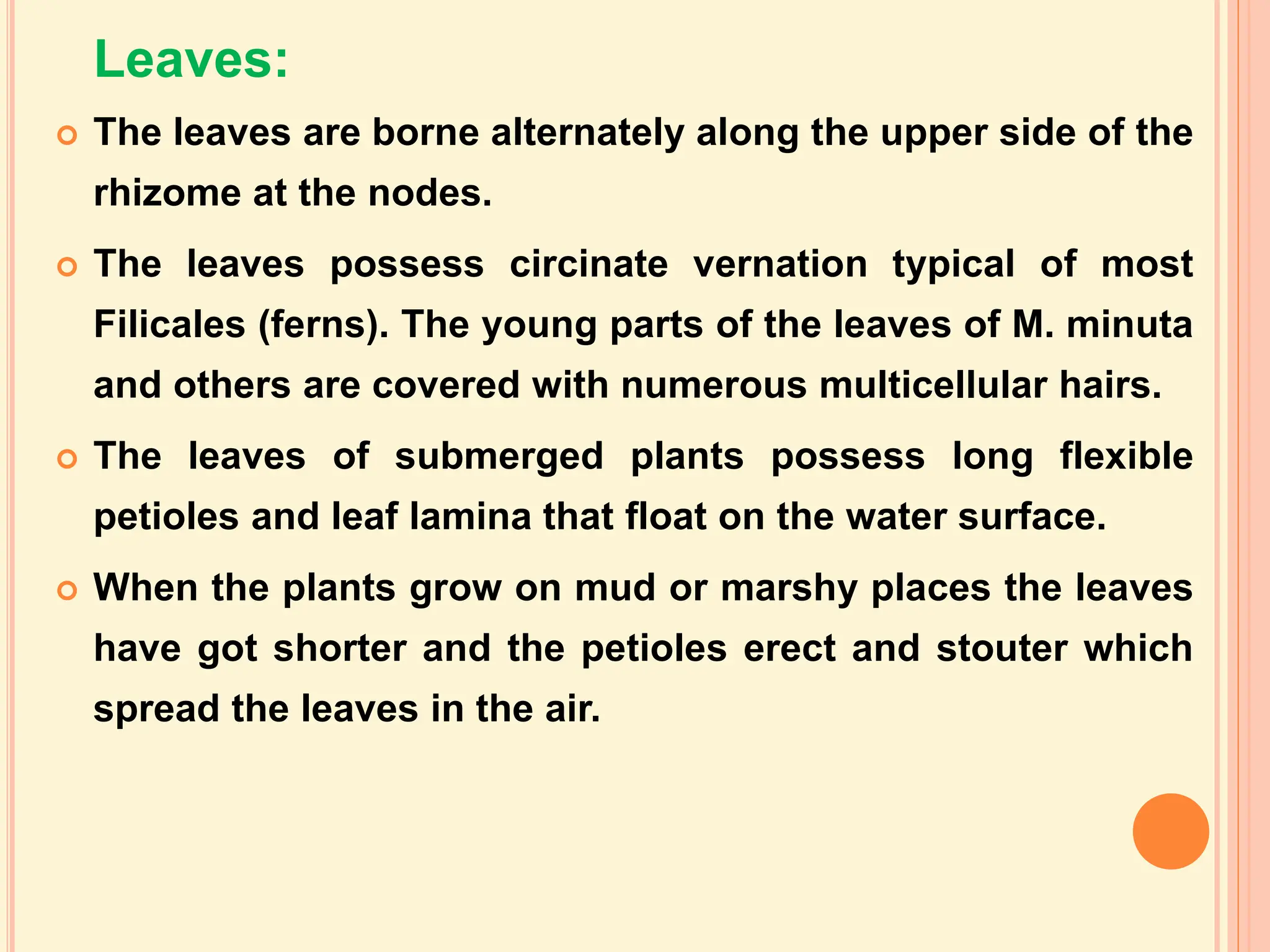 MARSILEA notes in detail for II year Botany.ppt
