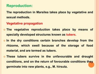 MARSILEA notes in detail for II year Botany.ppt