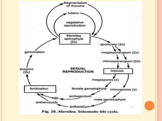 MARSILEA notes in detail for II year Botany.ppt