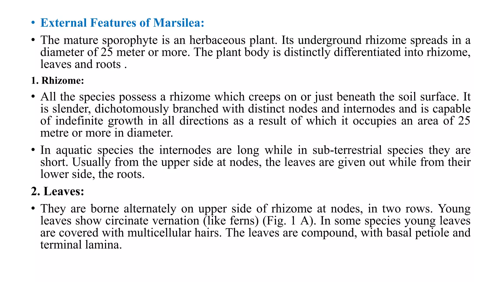 Marsilea details | PPTX