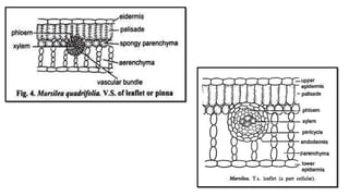 Marsilea details | PPTX