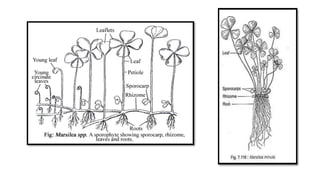 Marsilea details | PPTX