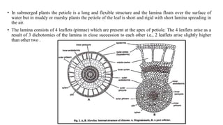 Marsilea details | PPTX