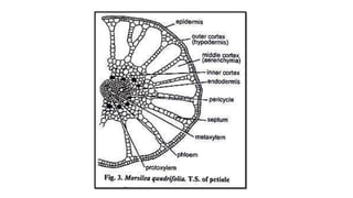 Marsilea details | PPTX