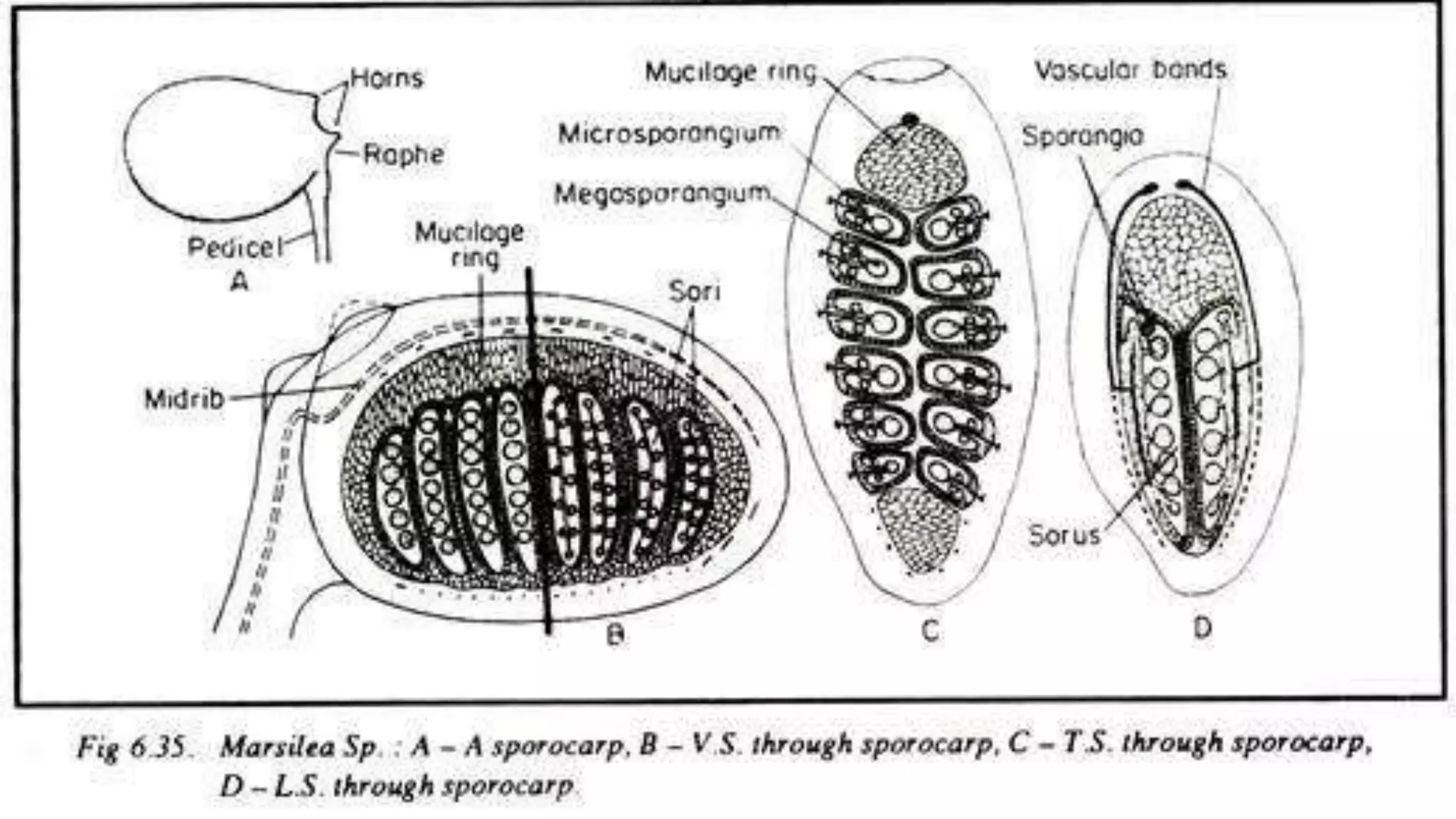 Marsilea structure and reproduction | PPTX