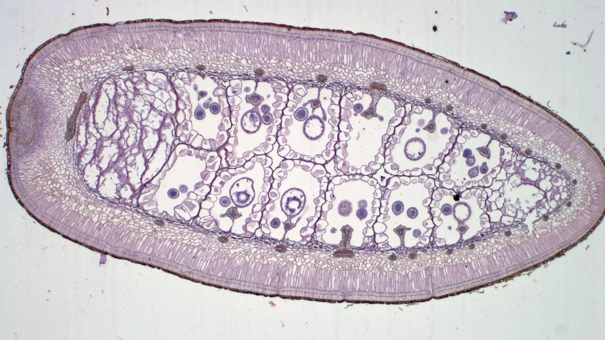 Marsilea structure and reproduction | PPTX