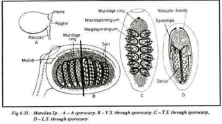 Marsilea structure and reproduction | PPTX